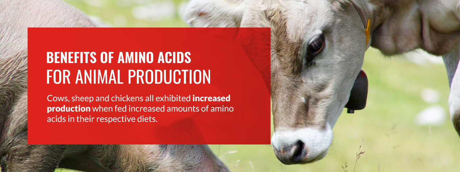 Amino Acids for Animal Health | Kemin Asia Pacific